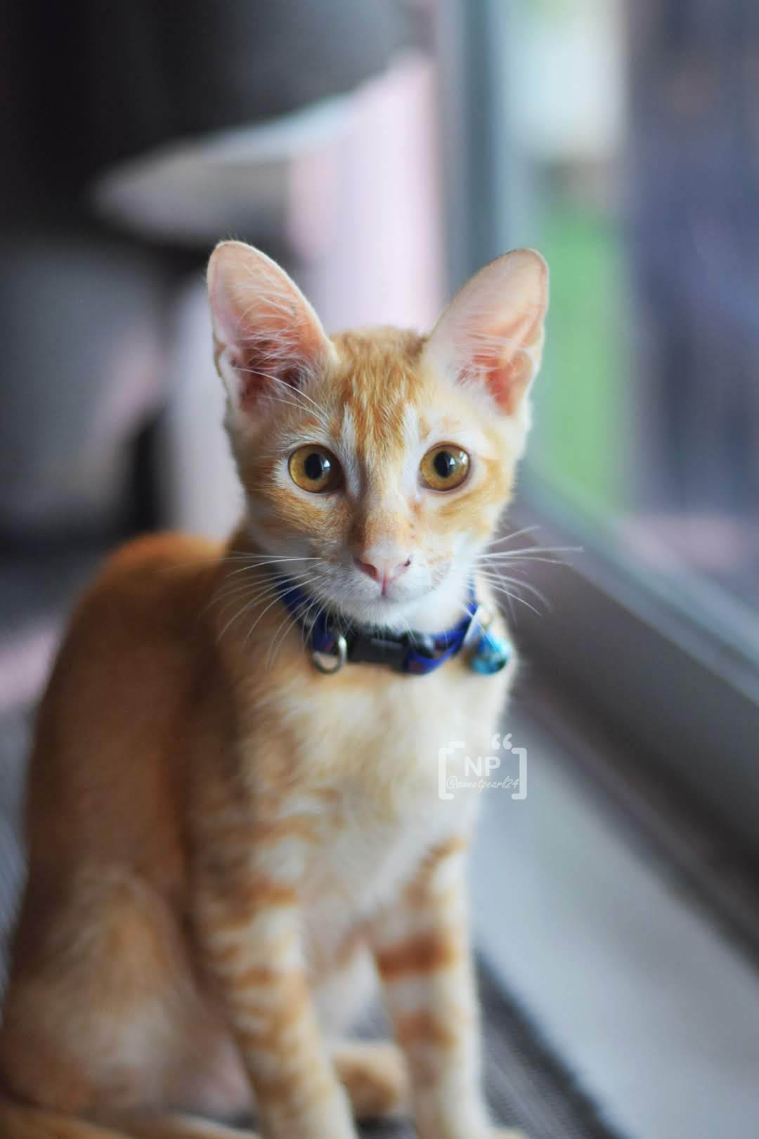 Understanding FIP in Cats: Treatment, FIP Fighter Stories and ...